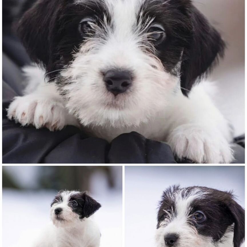 Малыши Джек Рассел терьер брид и пэт