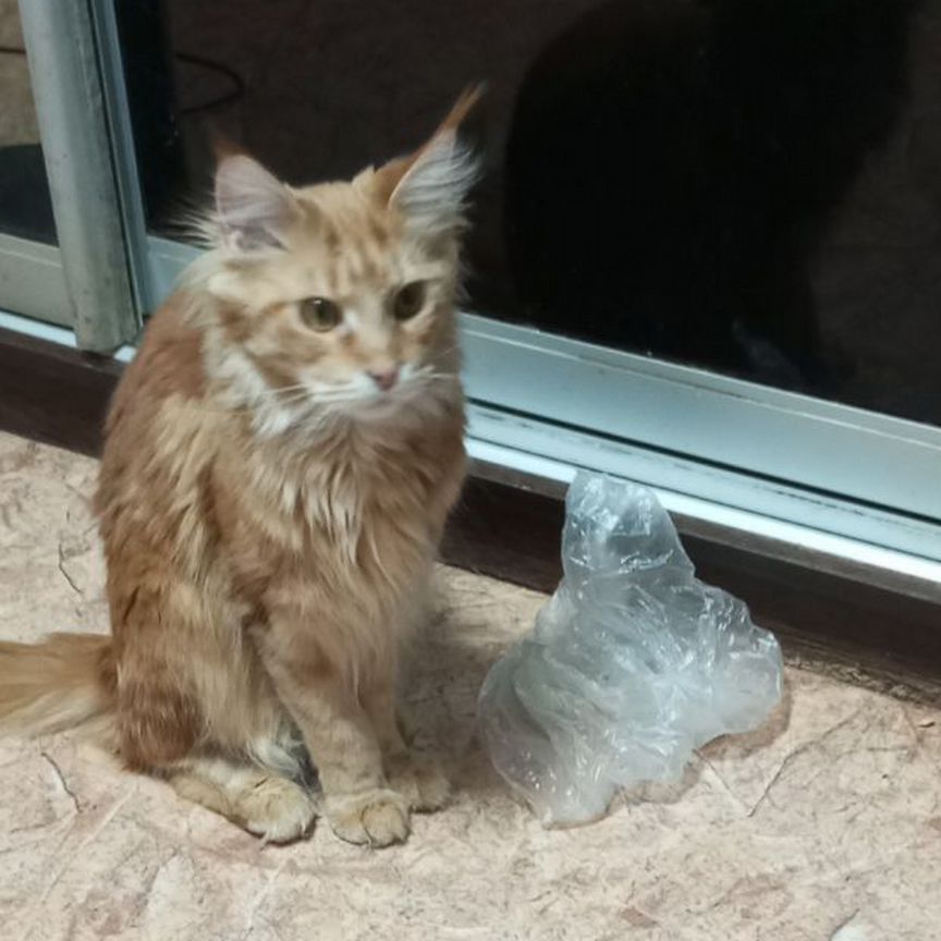 Красавица мейн кун ищет жениха