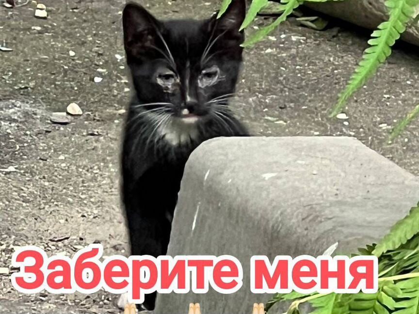 Котенок на улице без помощи