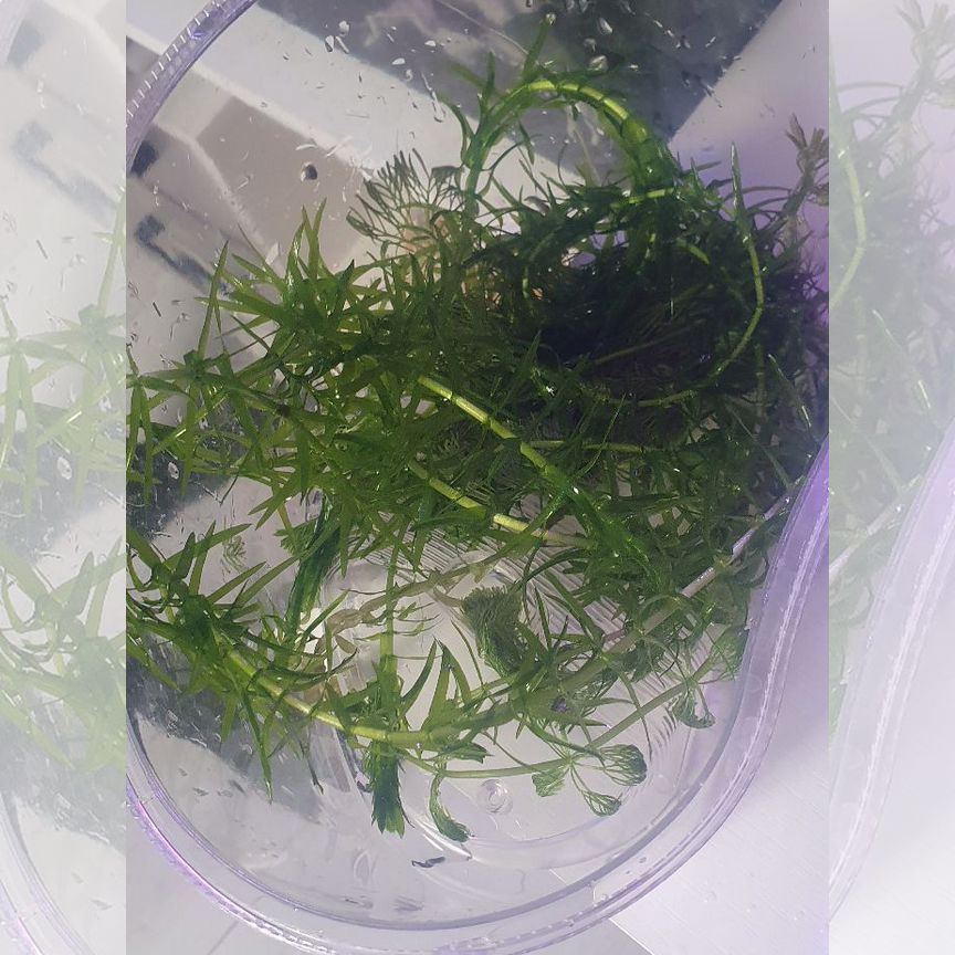 Растения в аквариум