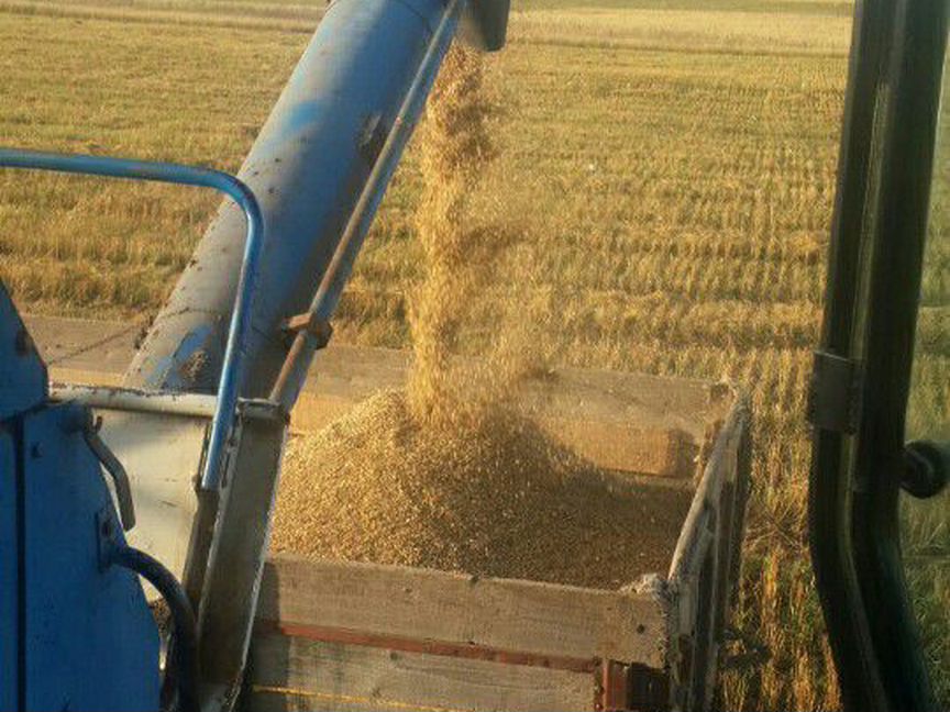 Зерно: овёс, ячмень