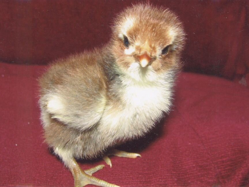 Орпингтоны, Маран, гуси Холмогорские