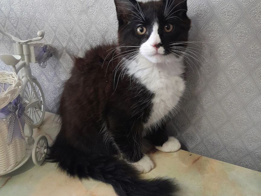 Котята мейн-кун