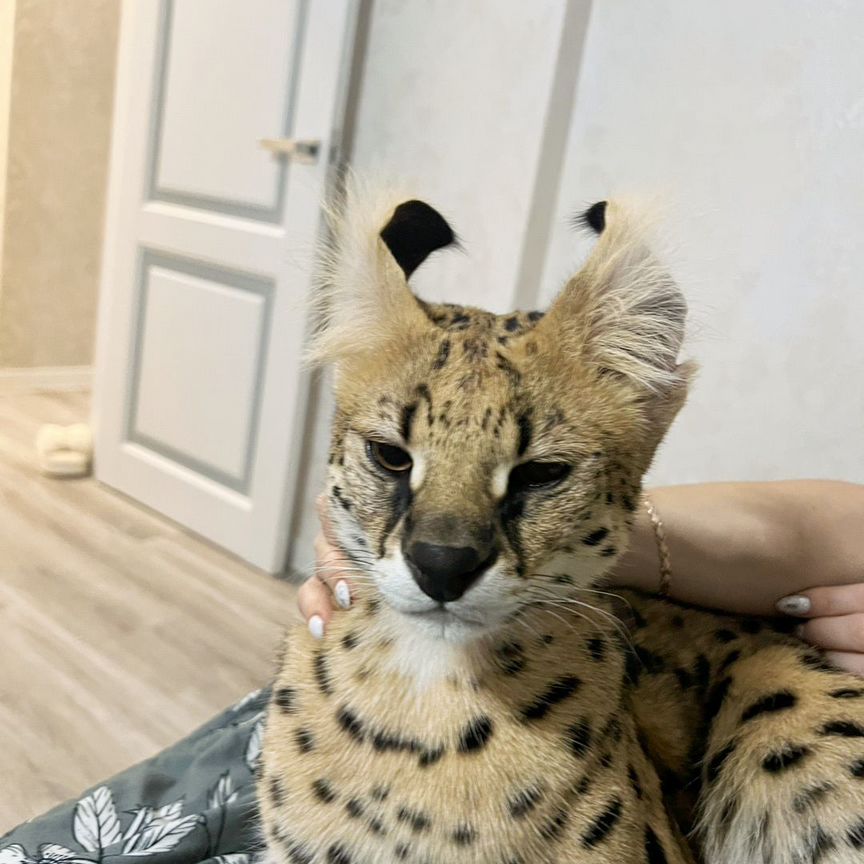 Savana котята