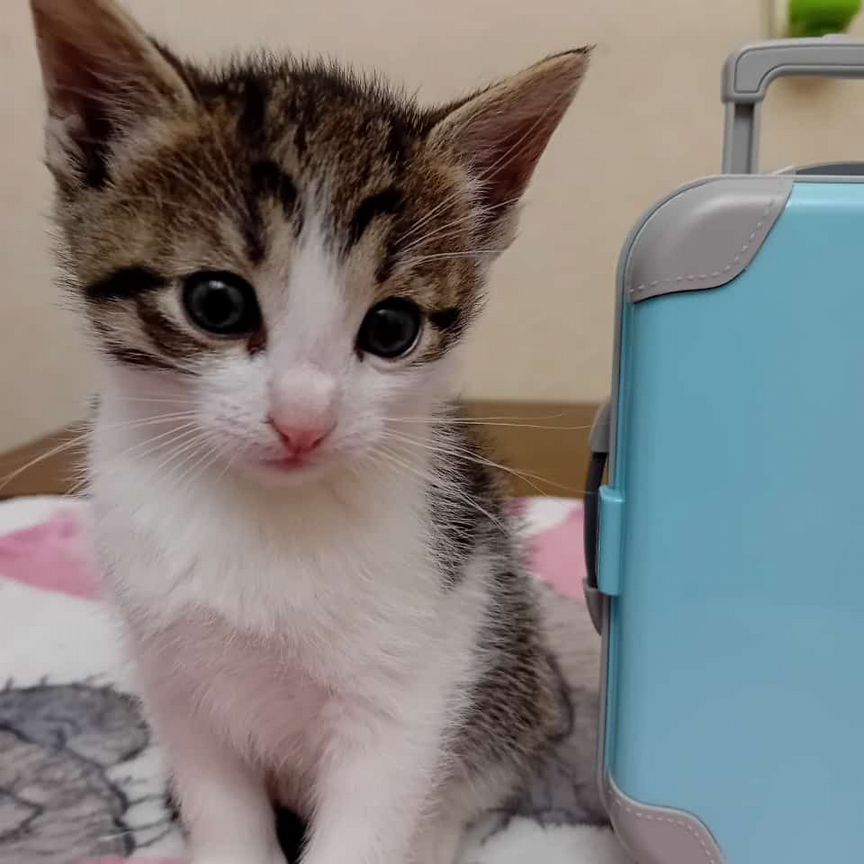 Маленький котёнок Софи