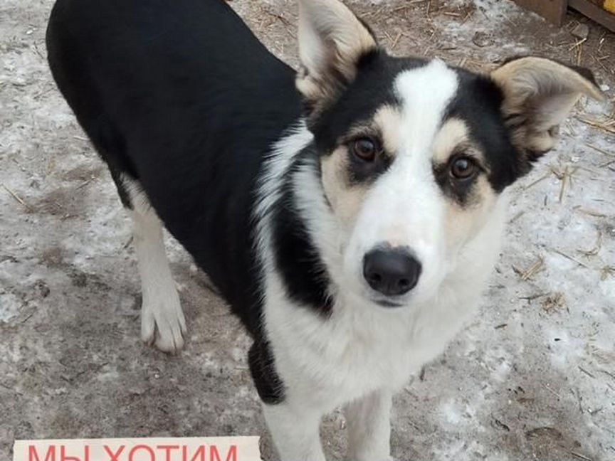 Собака ищет дом