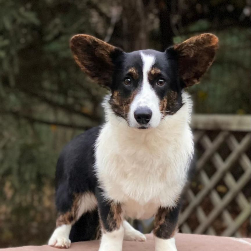 Девочка корги