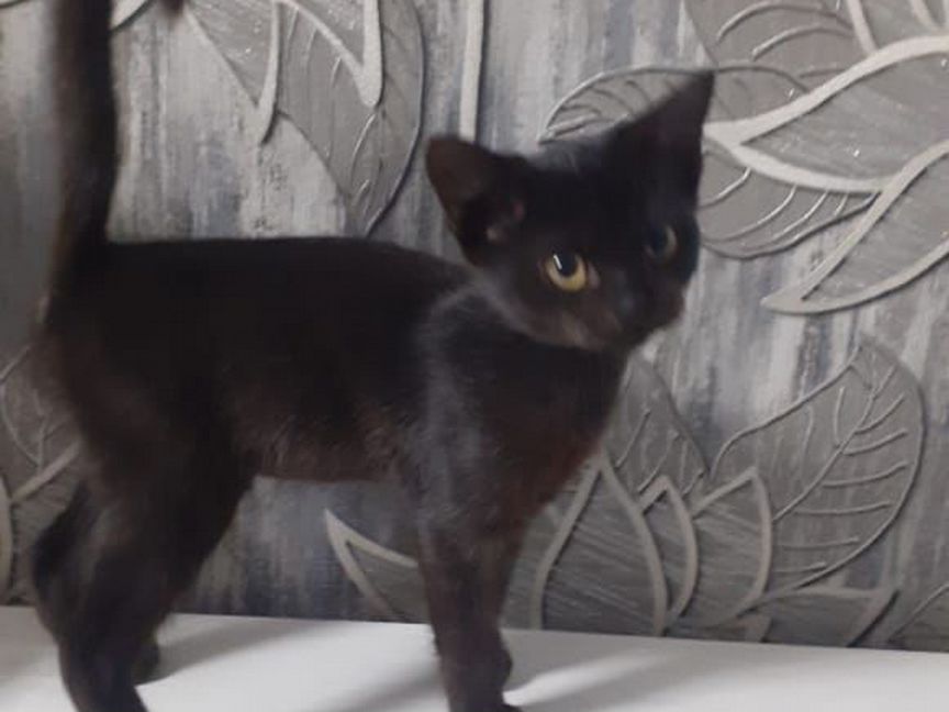 Котёнок Жоржик