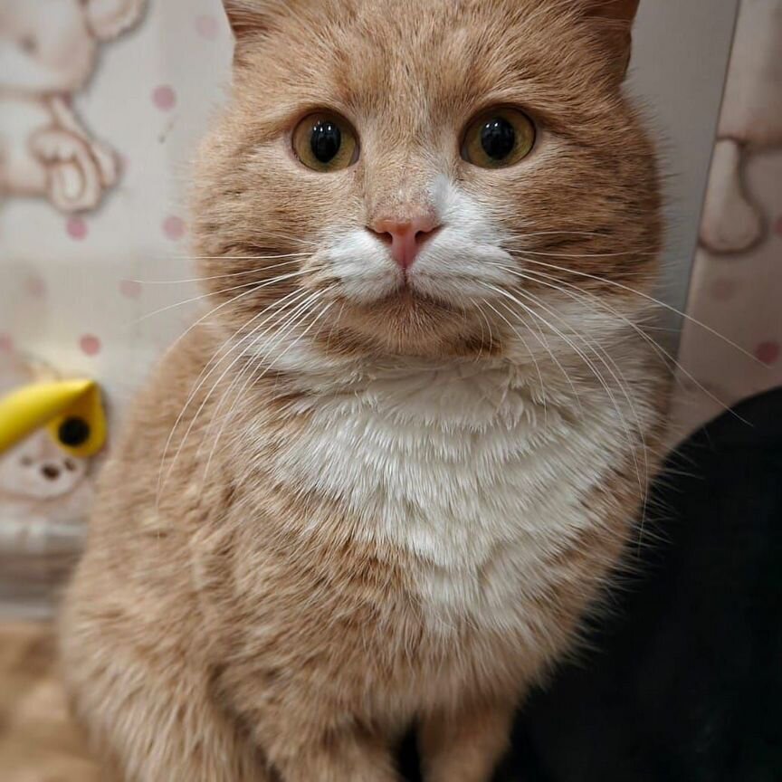 Кот бесплатно в добрые руки