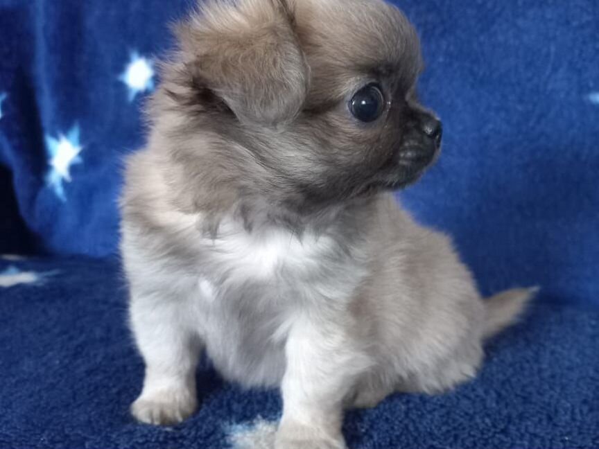 Мальчик чих