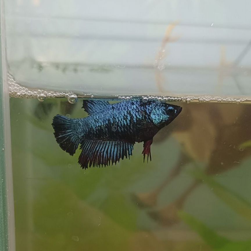 Аквариумные рыбки петушок