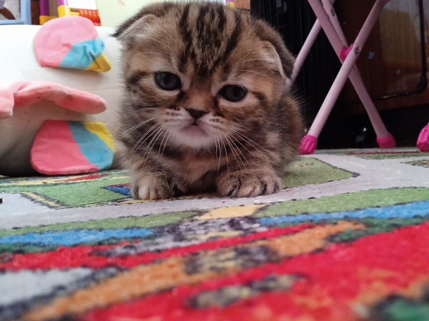 Шотландские котята