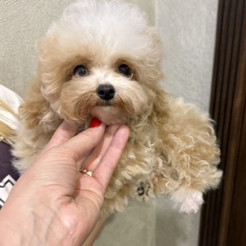 Мальтипу, щенок