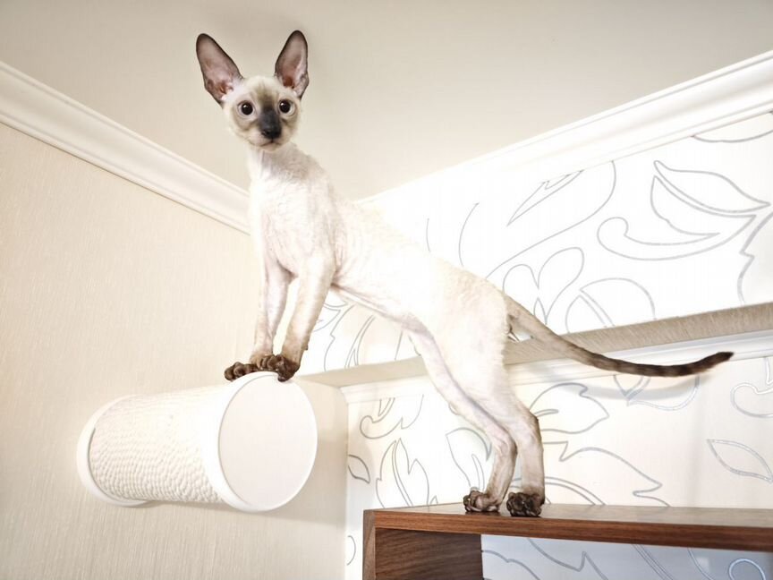 Котик корниш-рекс
