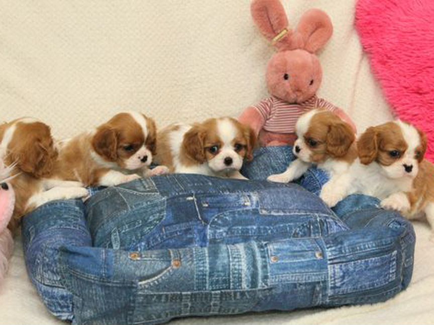 Кавалеры и Кавалерушки