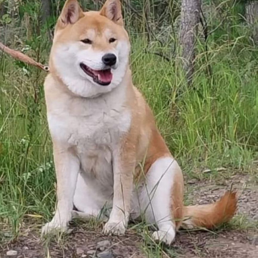 Сиба-ину, взрослая собака