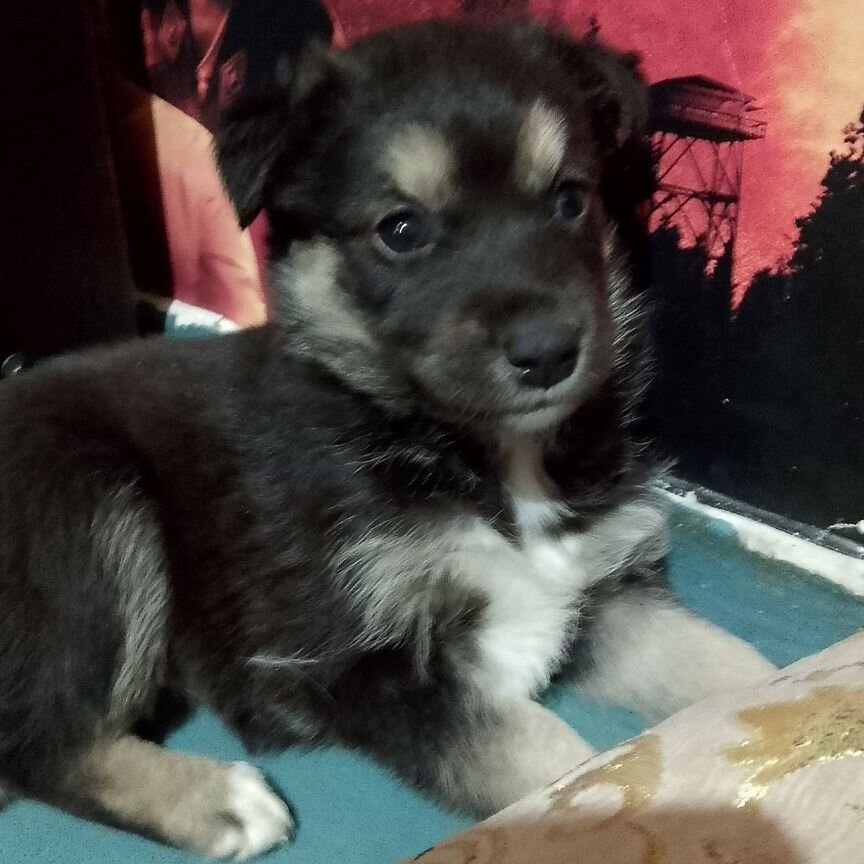 Сибирский хаски, щенок