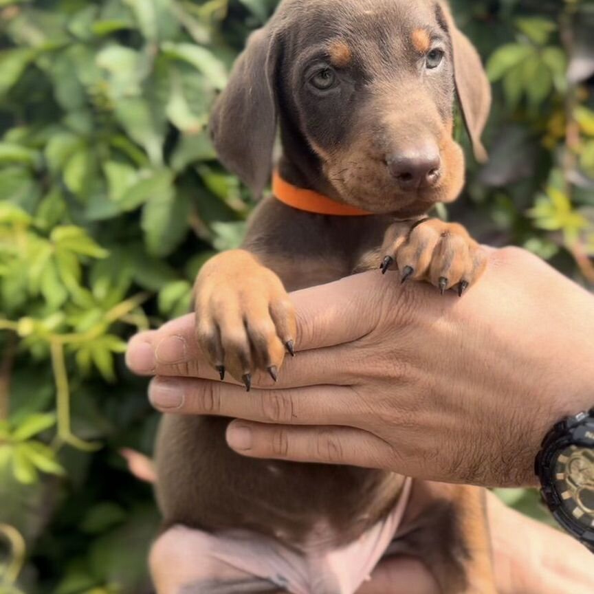 Щенки добермана