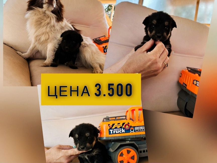 Щеночек от мамы шпиц