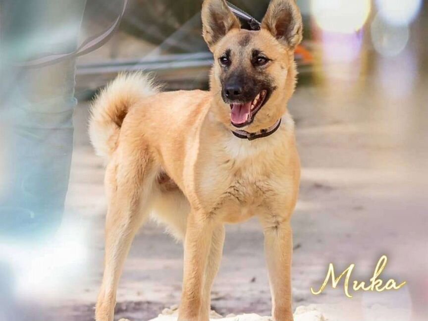 Небольшая собачка Мика