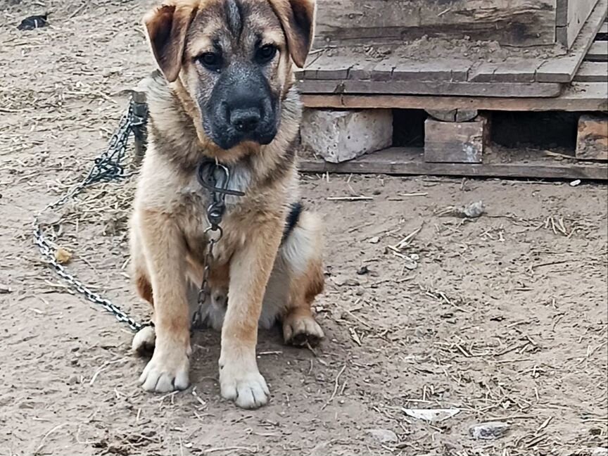 Собака в добрые руки