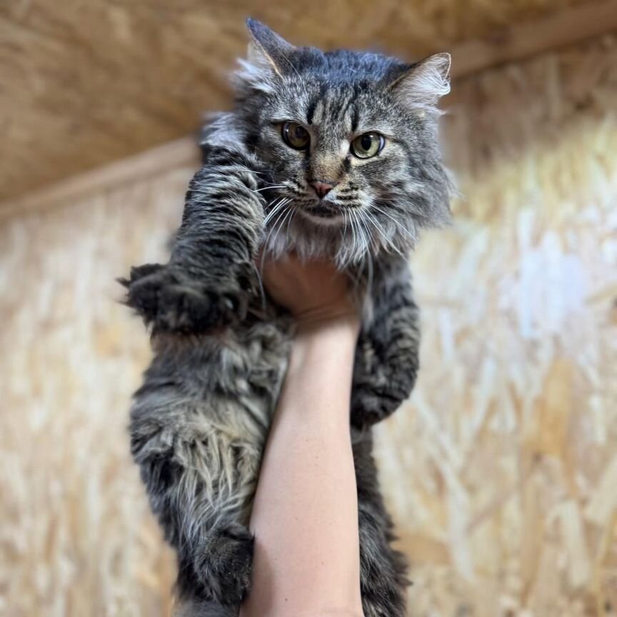 Миледи ищет лучший дом