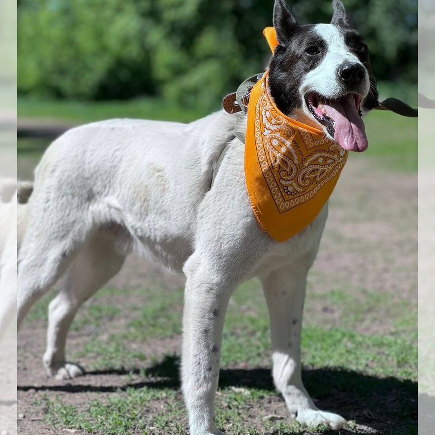 Собака Бим в добрые руки