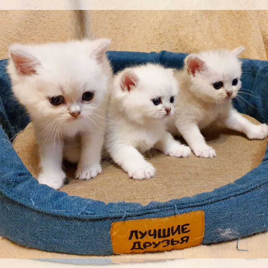 Котята британские серебристые шиншиллы