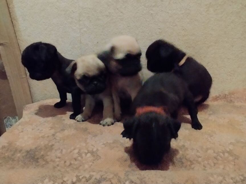 Собаки щенки