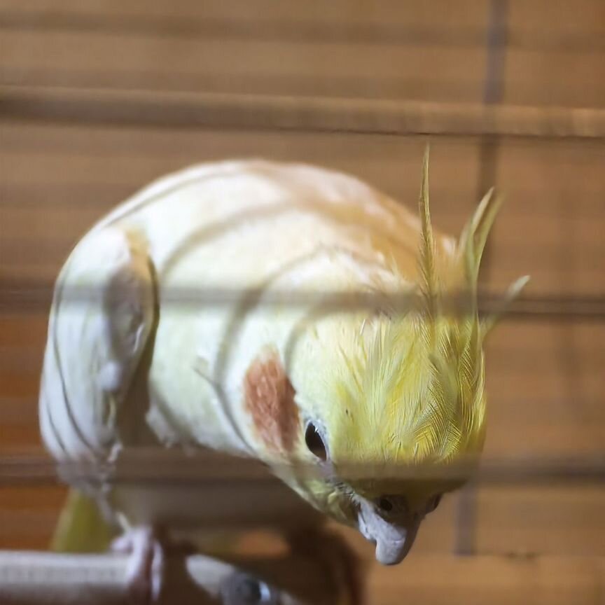 Попугай корелла с клеткой