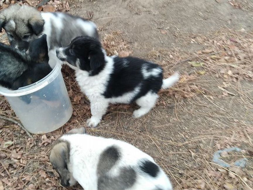 Собака в добрые руки отдам бесплатно