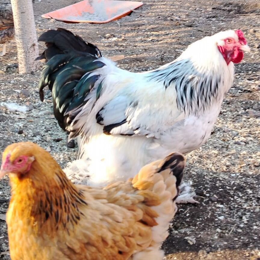 Продам петуха породы брама