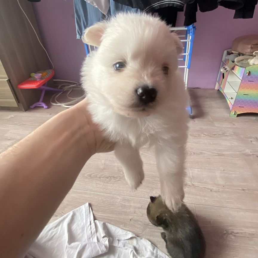 Померанский шпиц, щенок