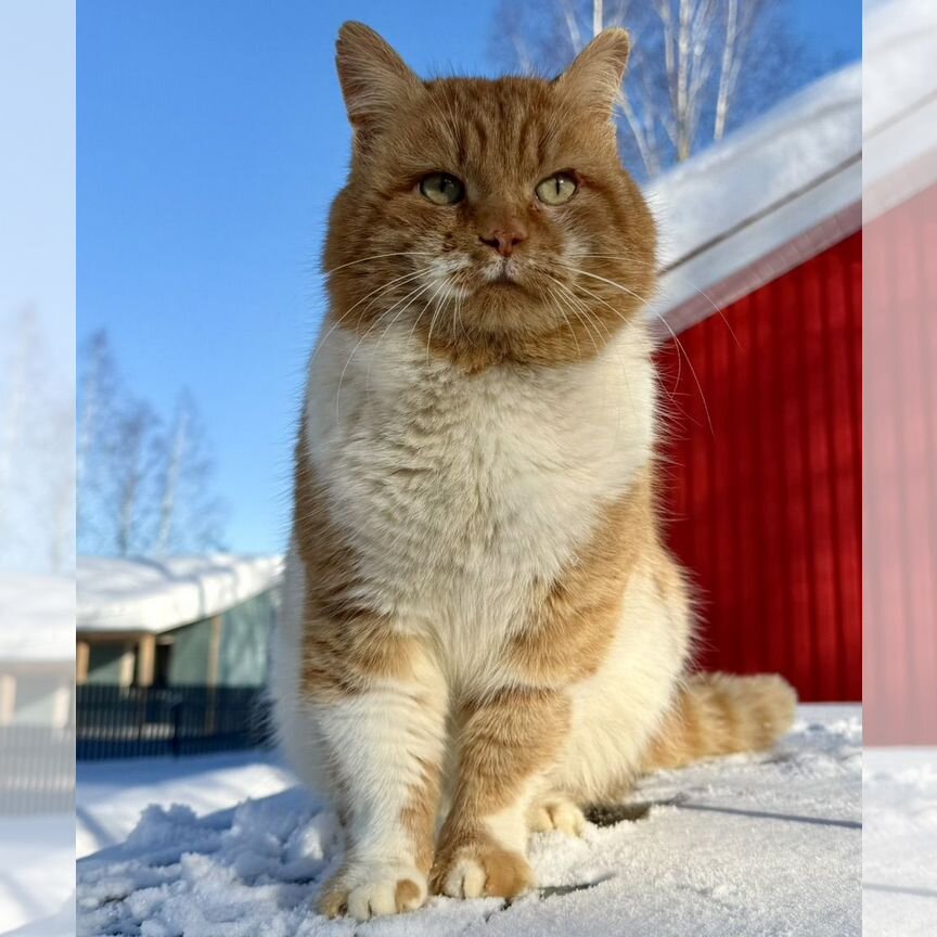 Взрослый кот в добрые руки