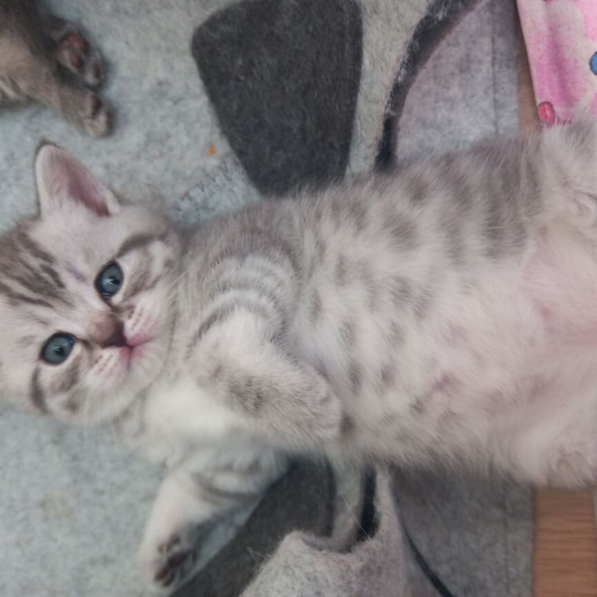 Шотландская кошечка