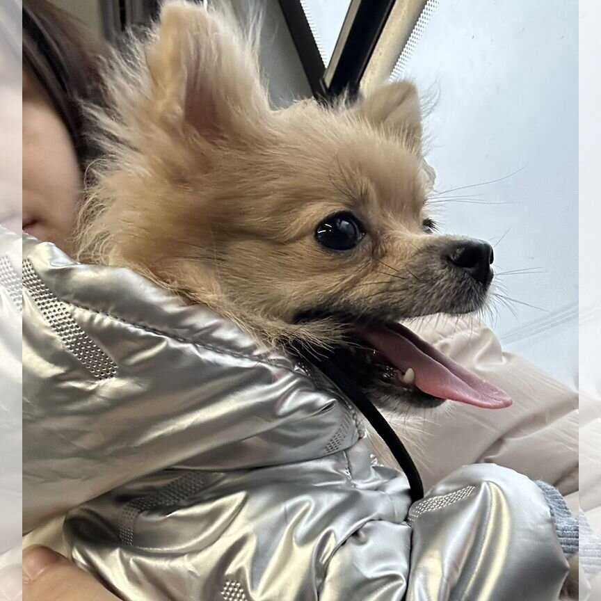 Померанский шпиц, щенок