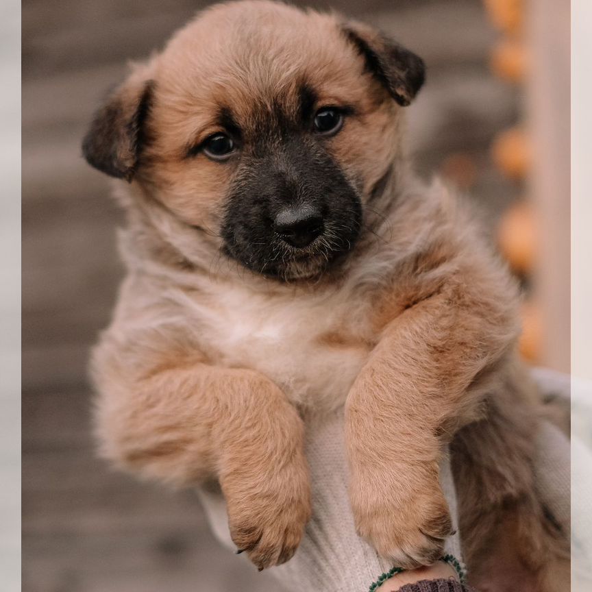 Щенок в добрые руки