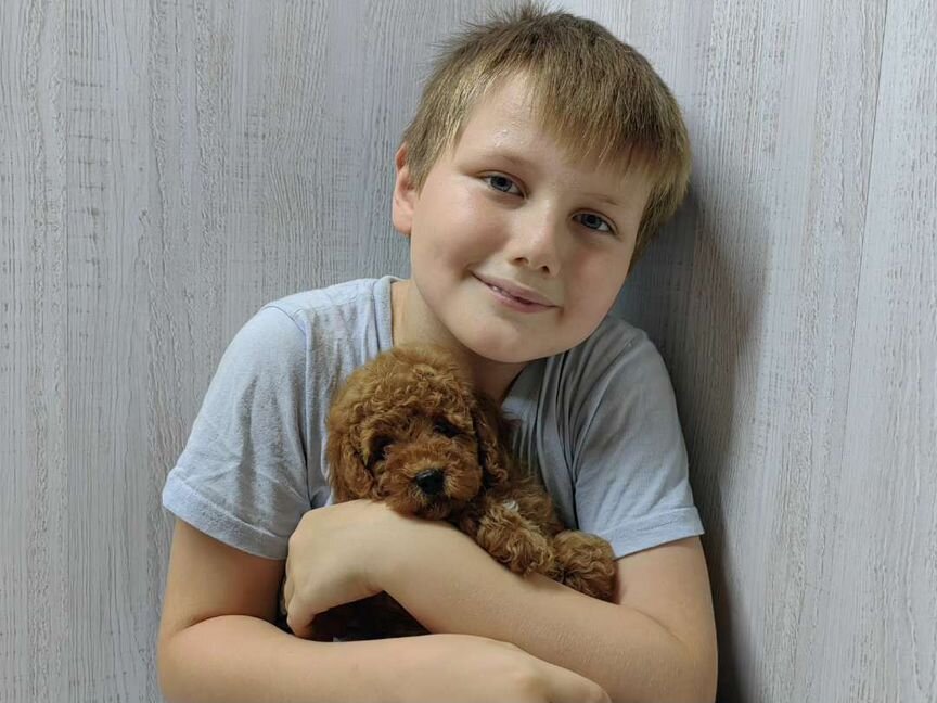 Той пудель Рэд Браун