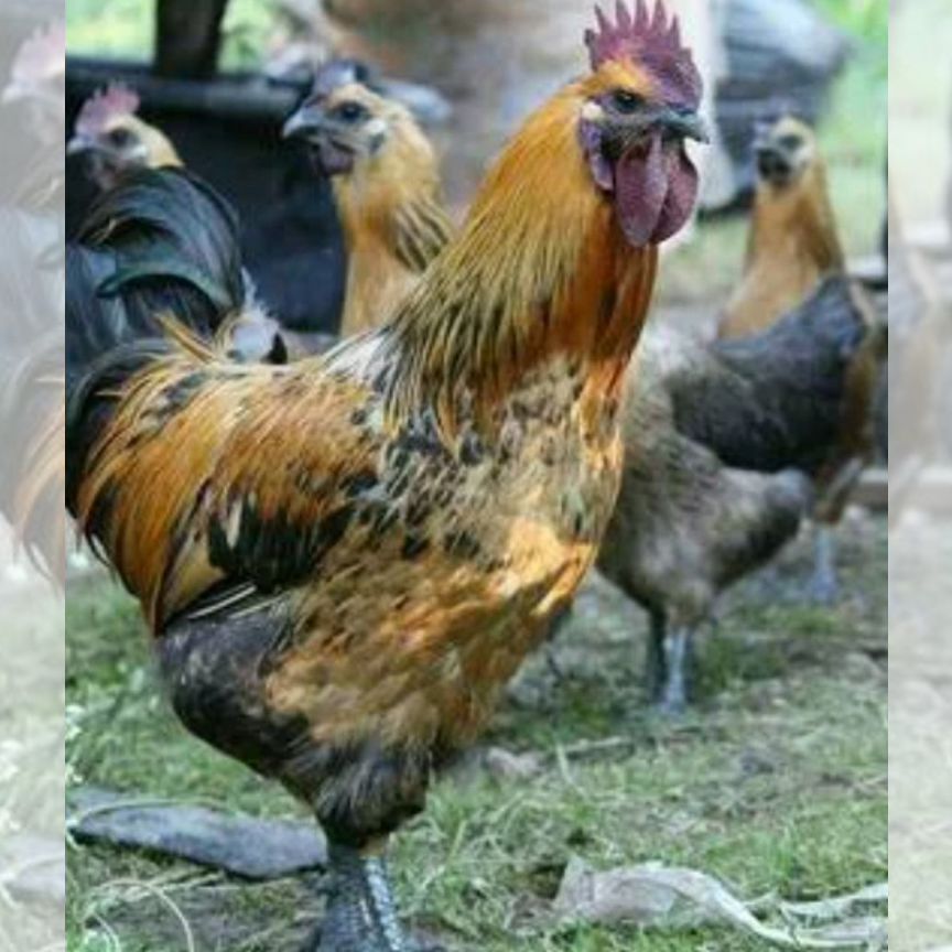 Куры Лакендайзи