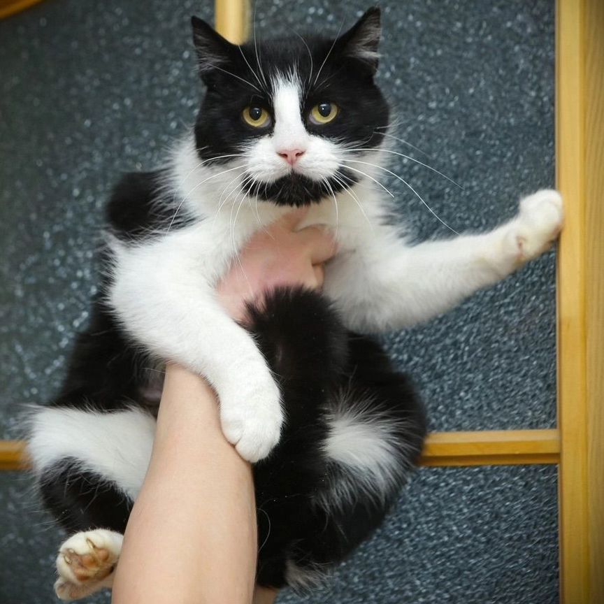 Молодая кошечка Маня