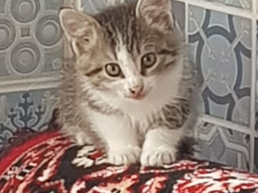 Забавный котик