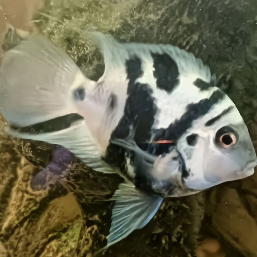 Отдам Цихлида Сапфировый попугай или Голубая панда