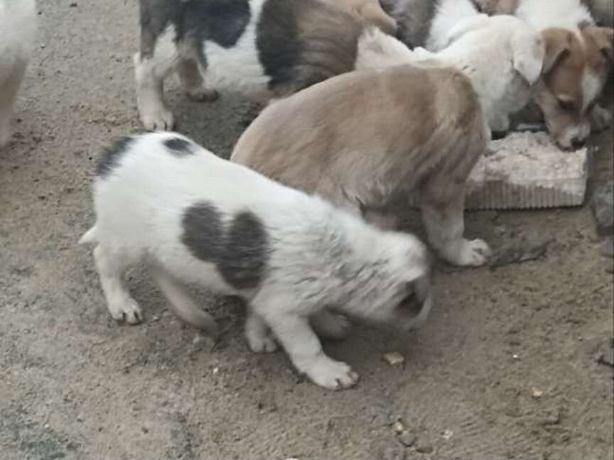 Щенята в добрые руки