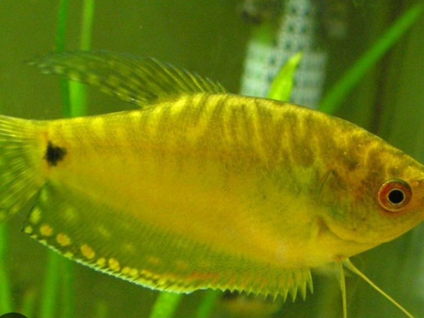 Аквариумные рыбки гурами