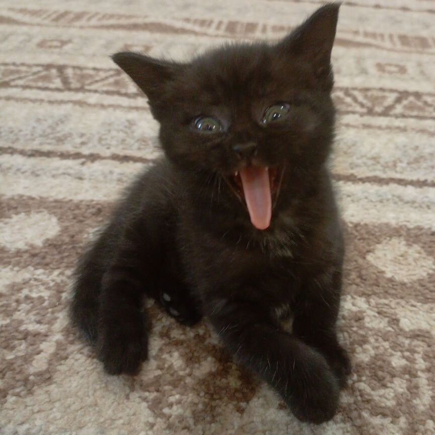 Котёнок в добрые руки