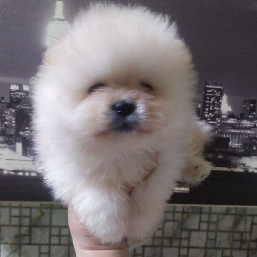 Померанский шпиц, щенок