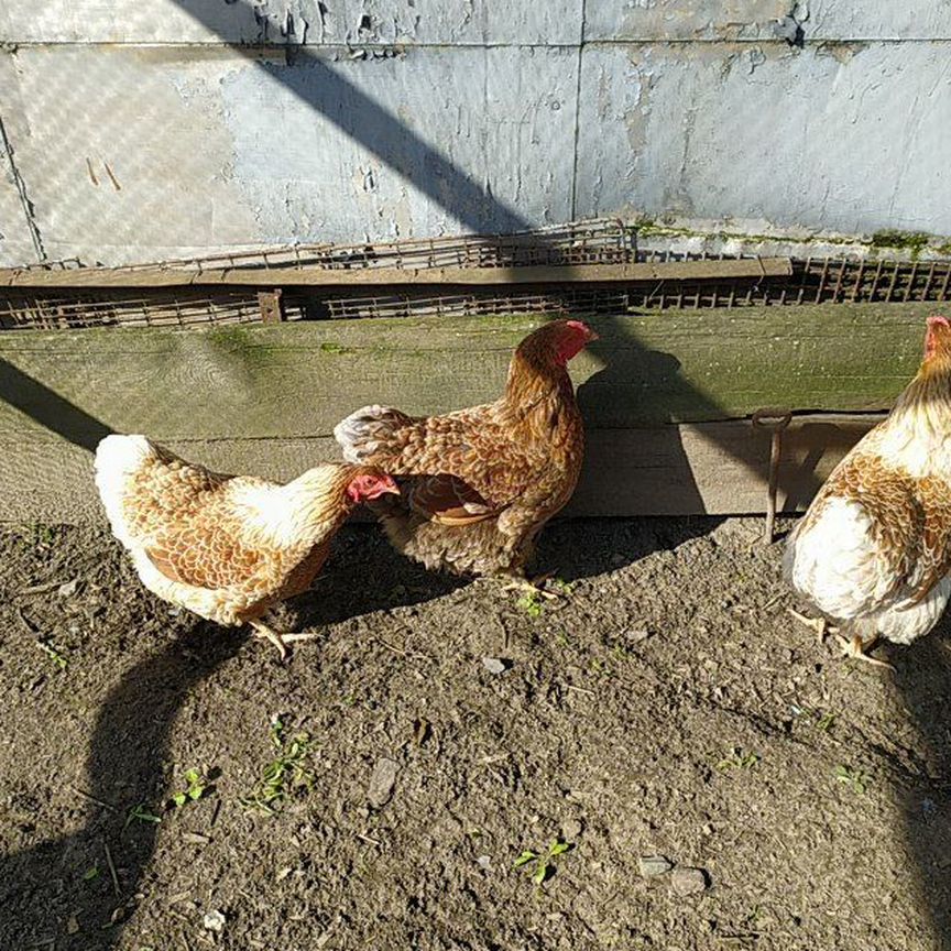 Куры молодки виандот