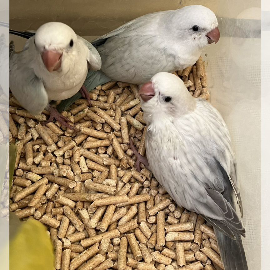 Попугай монах выкормыш