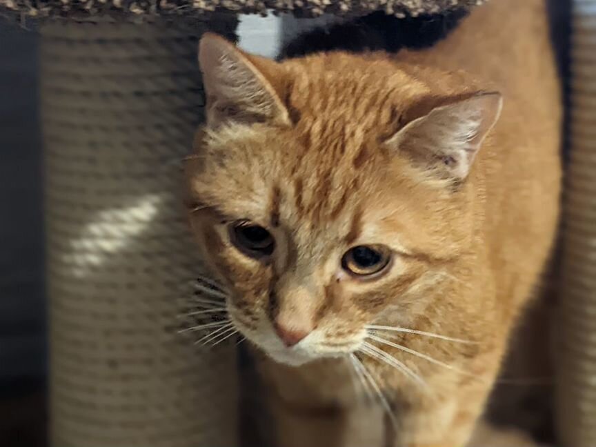 Кот ищет дом