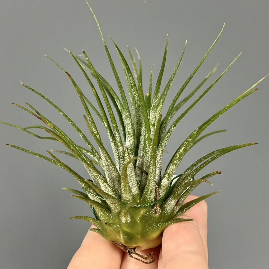 Tillandsia ionantha